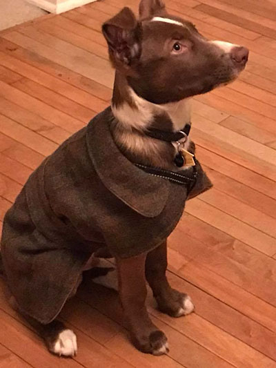 ¿Qué es un McNab? McNab Shepherds, McNab Cattle Dogs | Avenir