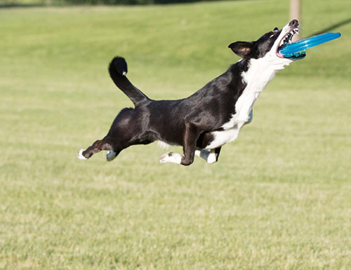 What is a McNab? McNab Shepherds, McNab Cattle Dogs