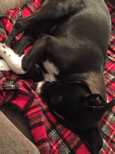 What is a McNab? McNab Shepherds, McNab Cattle Dogs