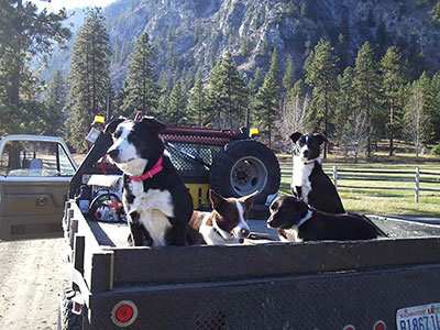 My McNabs – McNab Shepherds and McNab Cattle Dogs