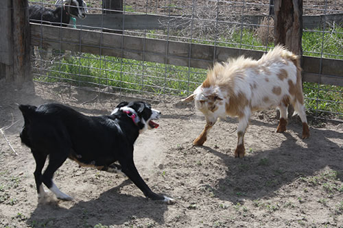 What is a McNab? McNab Shepherds, McNab Cattle Dogs