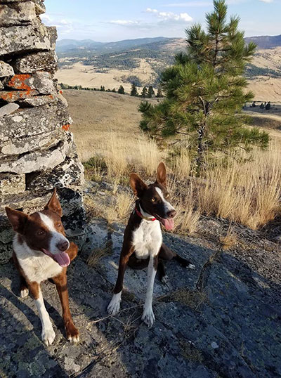 What is a McNab? McNab Shepherds, McNab Cattle Dogs